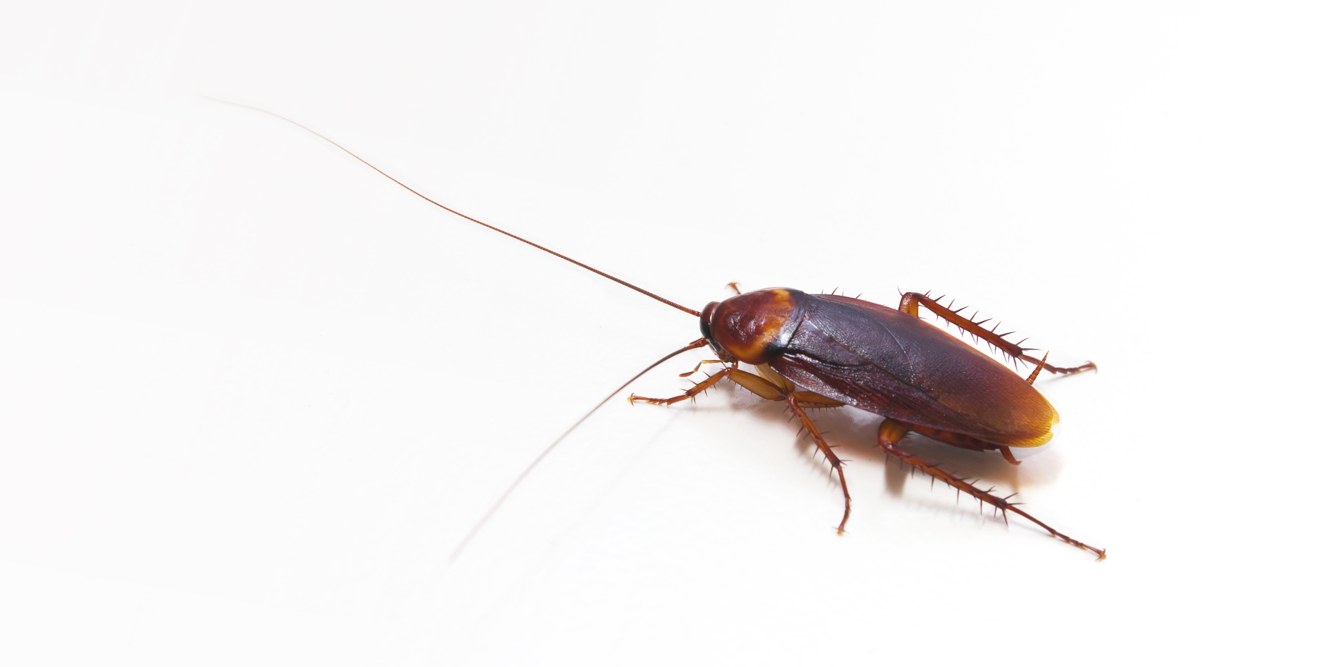 Keep Your Home Roach-Free! The Ultimate Guide To Cockroach Prevention ...